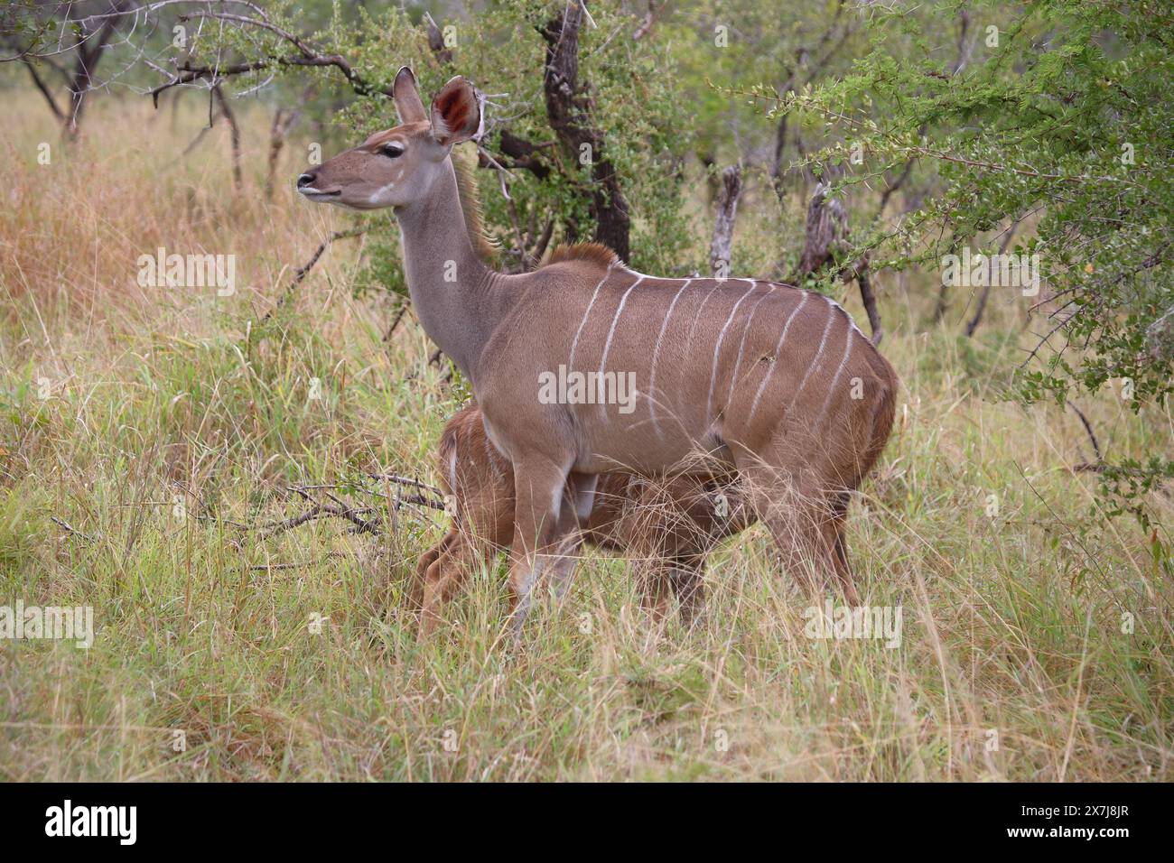 Großer Kudu / Greater kudu / Tragelaphus strepsiceros Stock Photo - Alamy