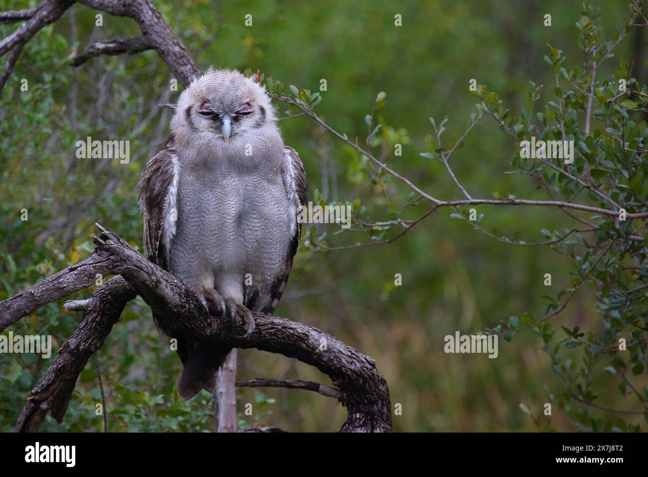 Milchuhu / Verreaux's eagle-owl / Bubo lacteus or Ketupa lactea Stock ...
