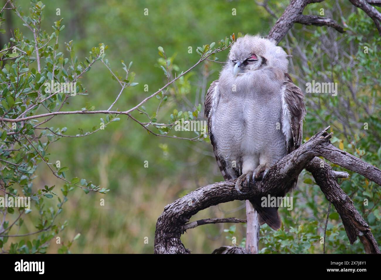 Verreauxs eagle owl ketupa hi-res stock photography and images - Alamy