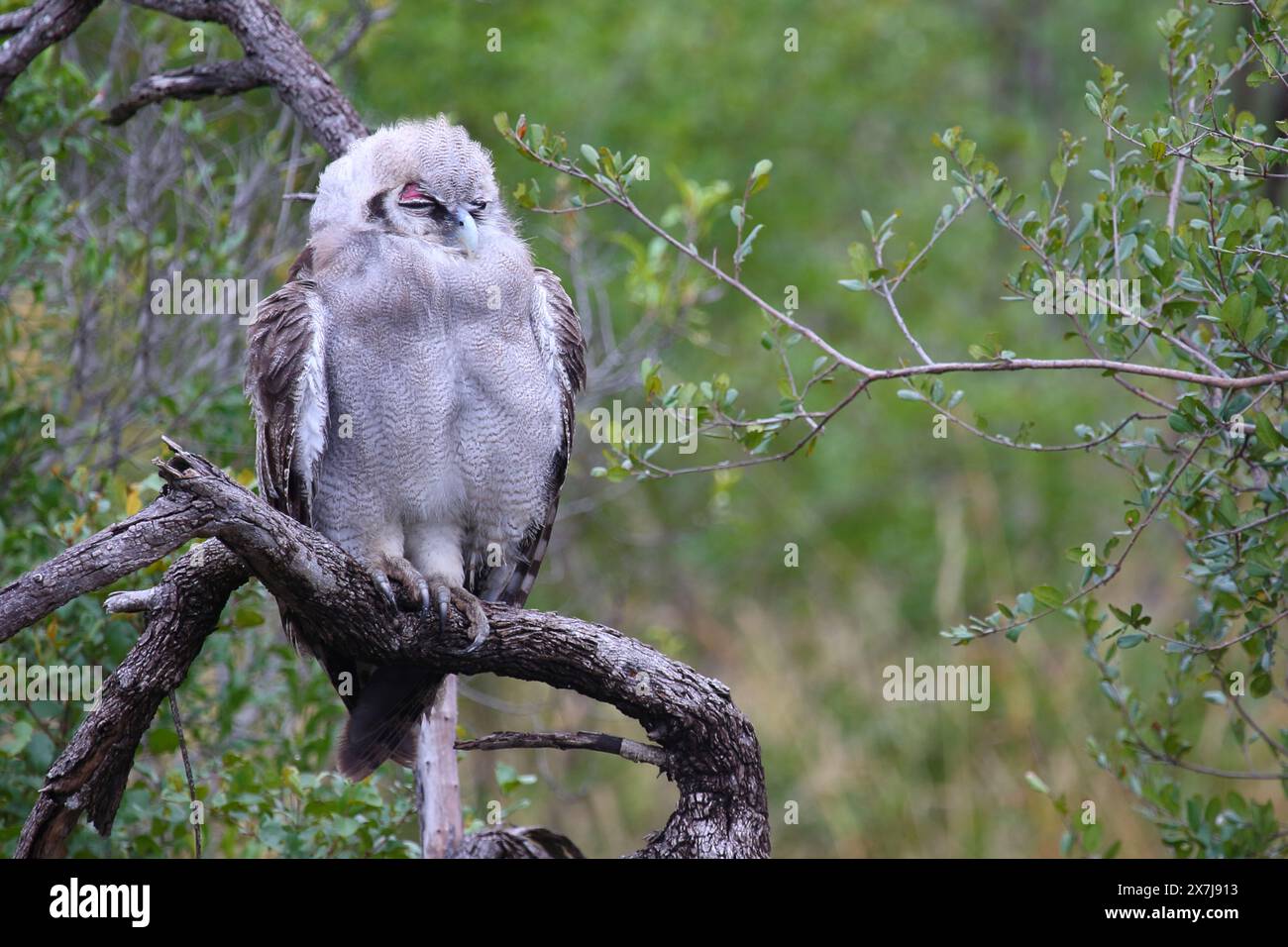 Verreauxs eagle owl ketupa hi-res stock photography and images - Alamy