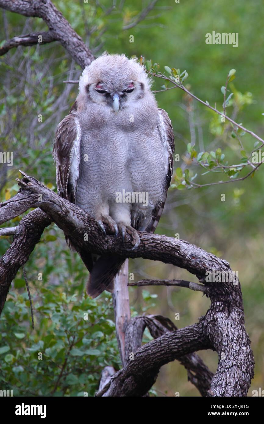 Milchuhu / Verreaux's eagle-owl / Bubo lacteus or Ketupa lactea Stock ...