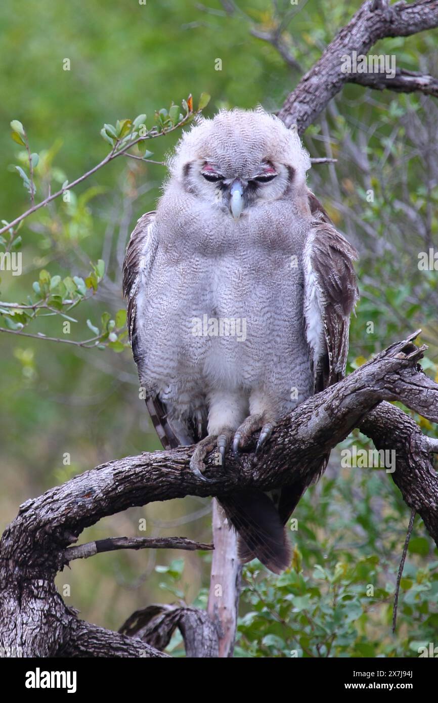 Verreauxs eagle owl ketupa hi-res stock photography and images - Alamy
