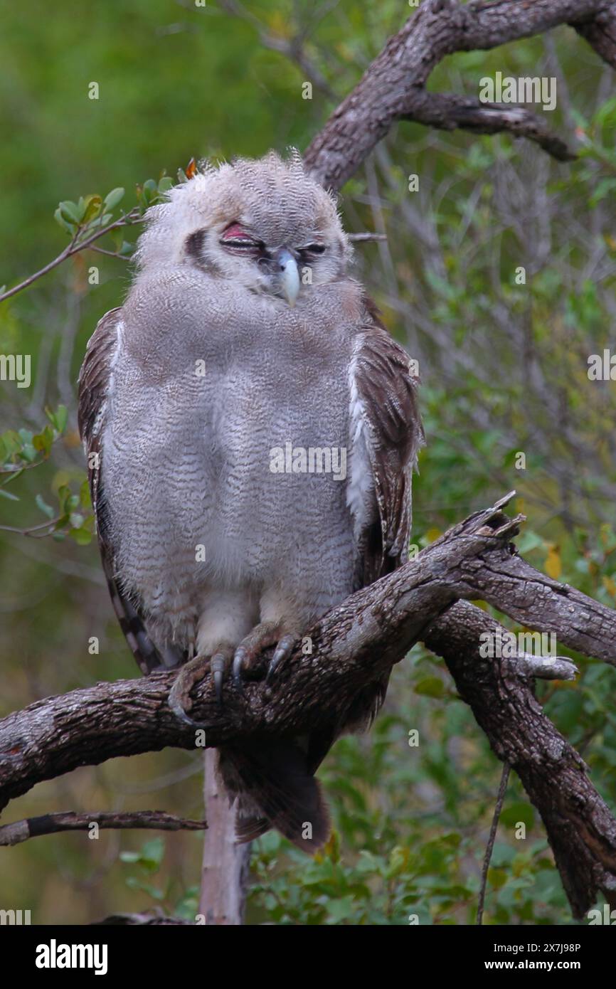 Milchuhu / Verreaux's eagle-owl / Bubo lacteus or Ketupa lactea Stock ...