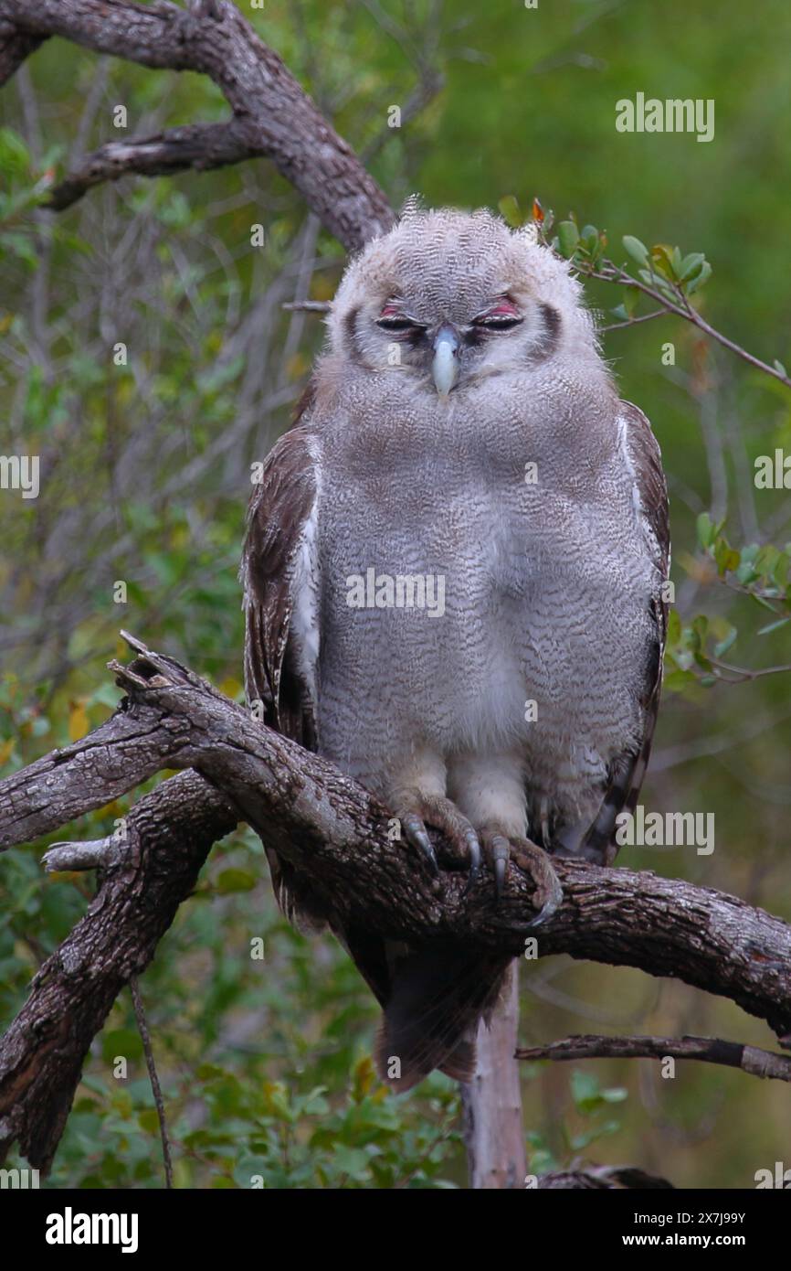 Milchuhu / Verreaux's eagle-owl / Bubo lacteus or Ketupa lactea Stock ...