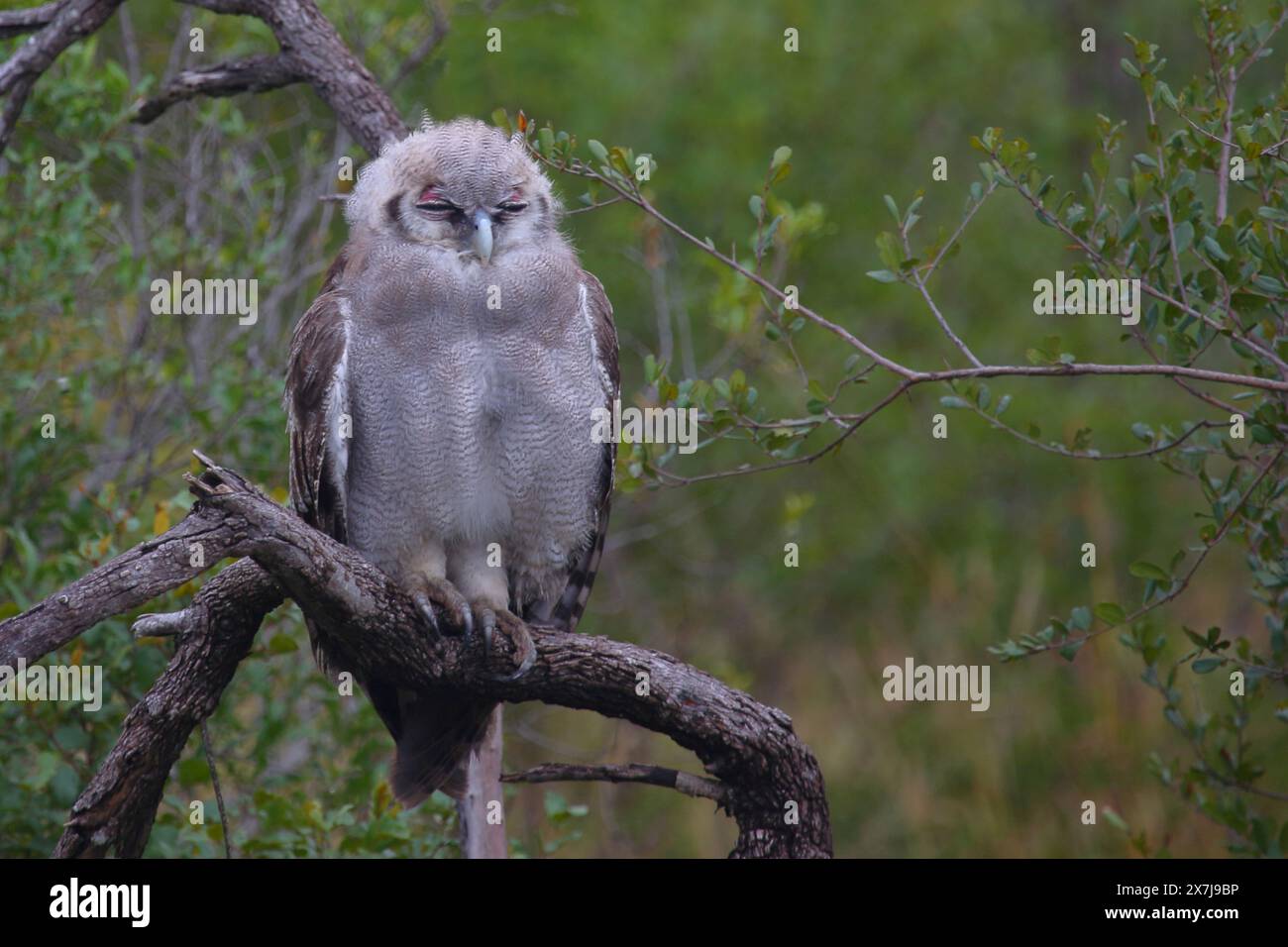 Milchuhu / Verreaux's eagle-owl / Bubo lacteus or Ketupa lactea Stock ...