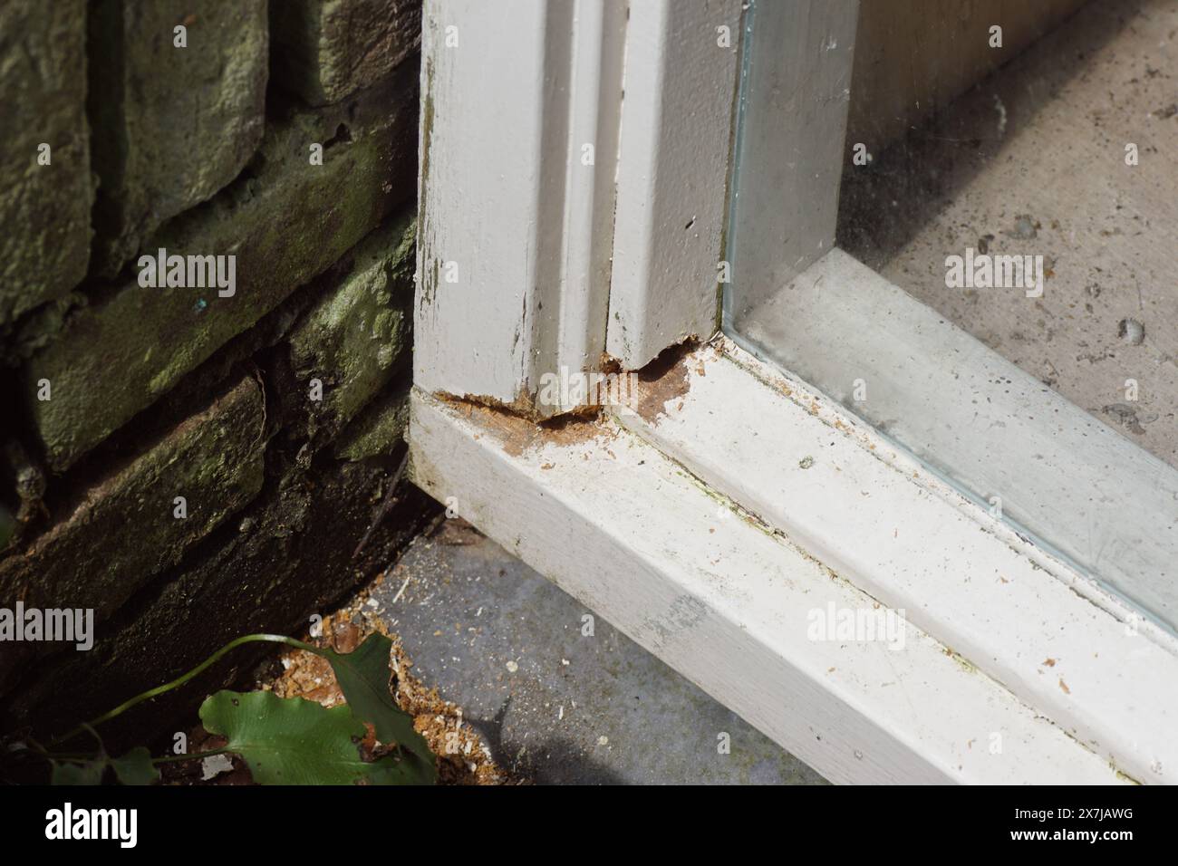 Basement rot hi-res stock photography and images - Alamy