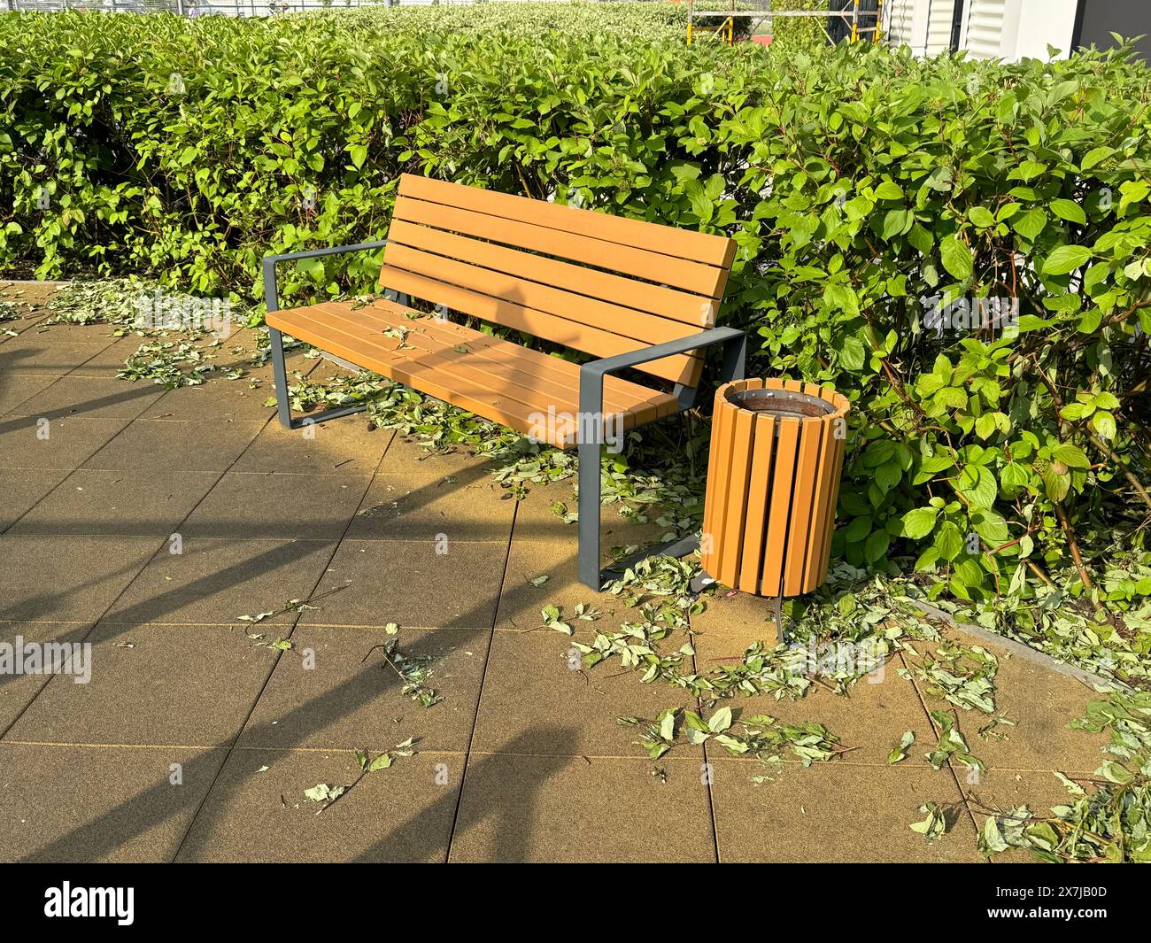 a trimmed hedge with leaves left in a circle on the pavement Stock ...