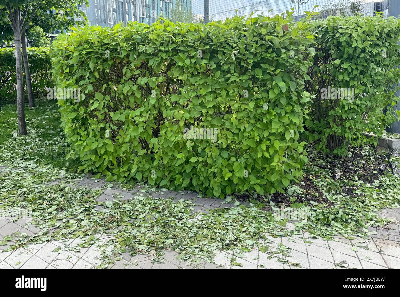 a trimmed hedge with leaves left in a circle on the pavement Stock ...