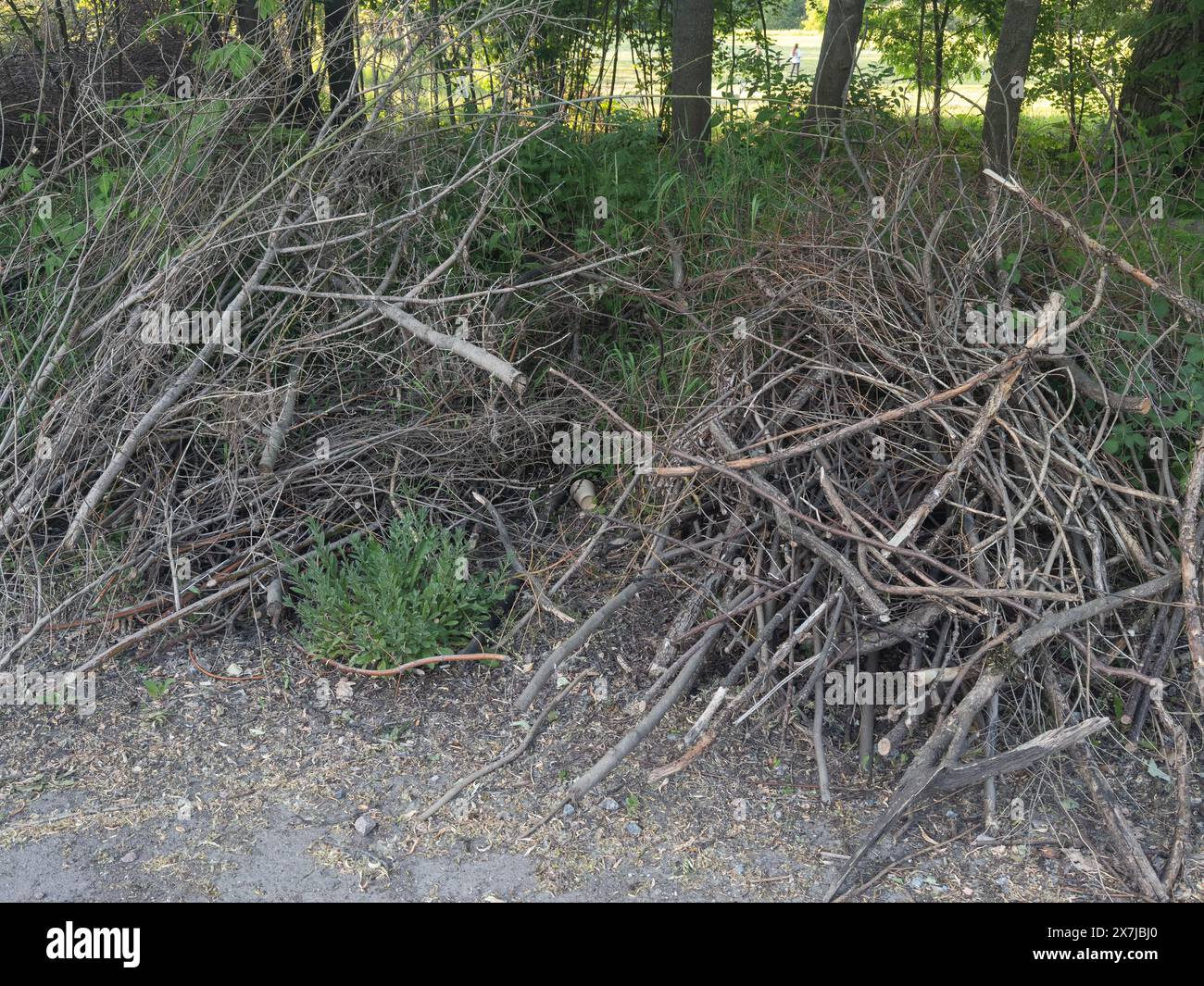 A pile of tree branches on the ground, making firewood Stock Photo - Alamy