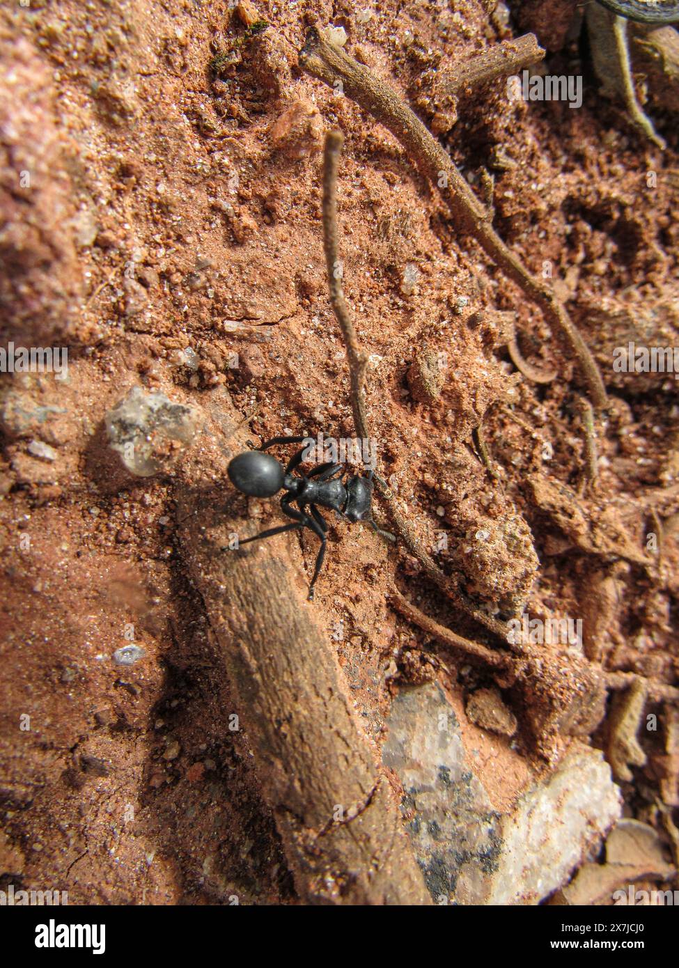 Black ant, walking across the red earth floor, among dry leaves, stones ...