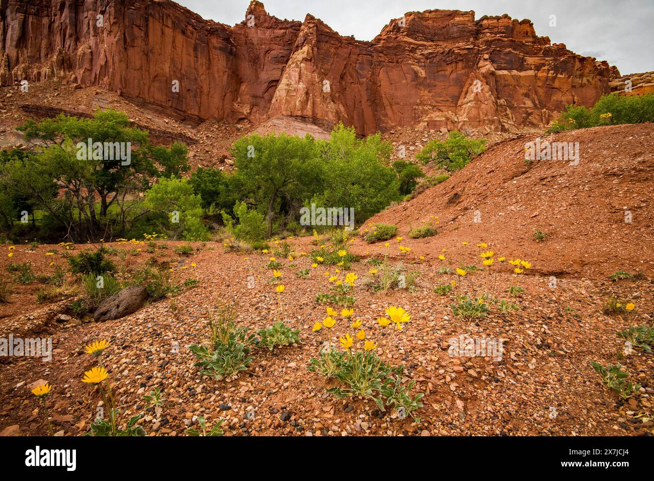 The beautiful landscape of Capitol Reef National Park, Utah, USA ...