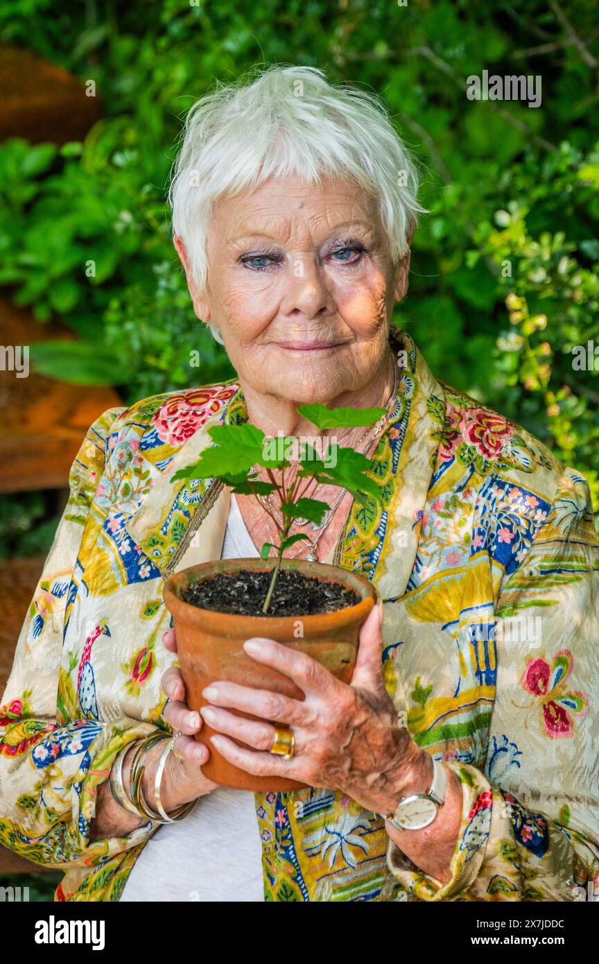 London, UK. 20th May, 2024. Dame Judy Dench holds a seedling from the ...