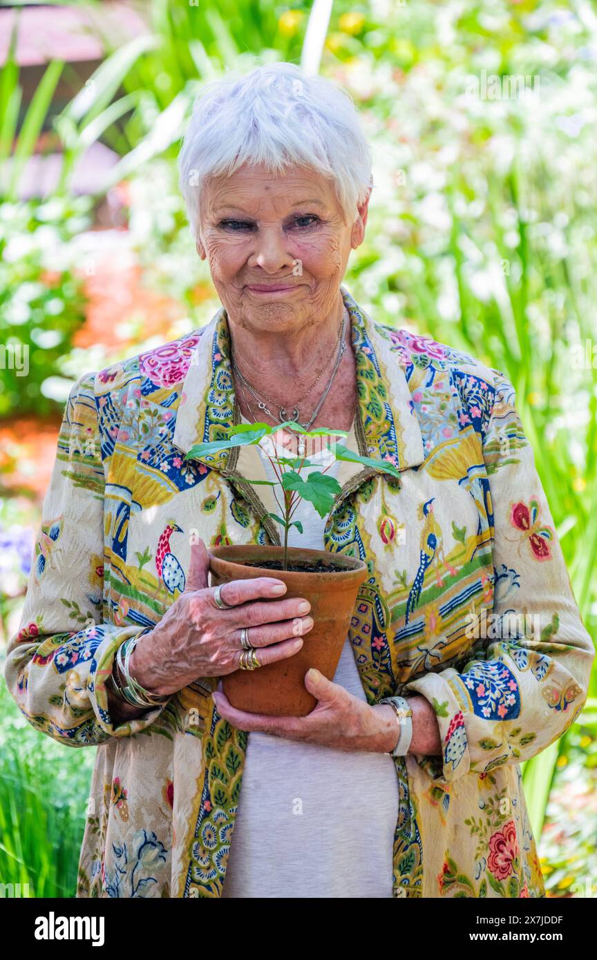 London, UK. 20th May, 2024. Dame Judy Dench holds a seedling from the ...
