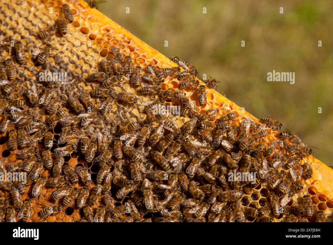 Frames of a beehive. Busy bees inside the hive with open and sealed ...