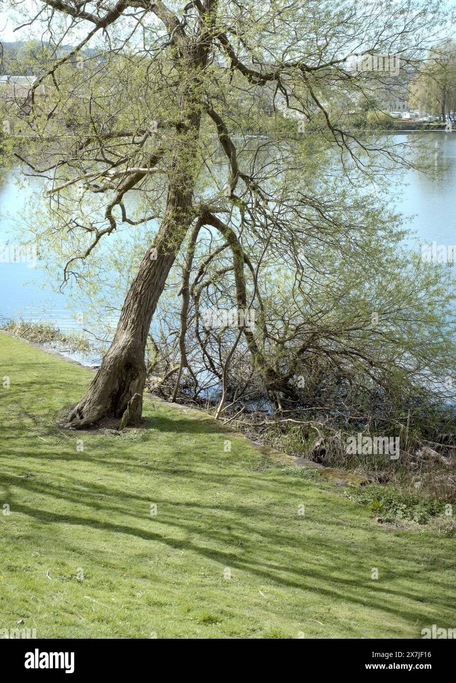 A tree with fresh green leaves on the lake shore in spring. Linlithgow ...