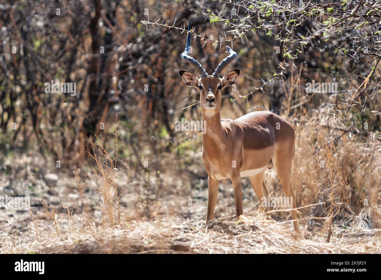 impala antelope in the bush hiding in plain sight on the savannah dry ...