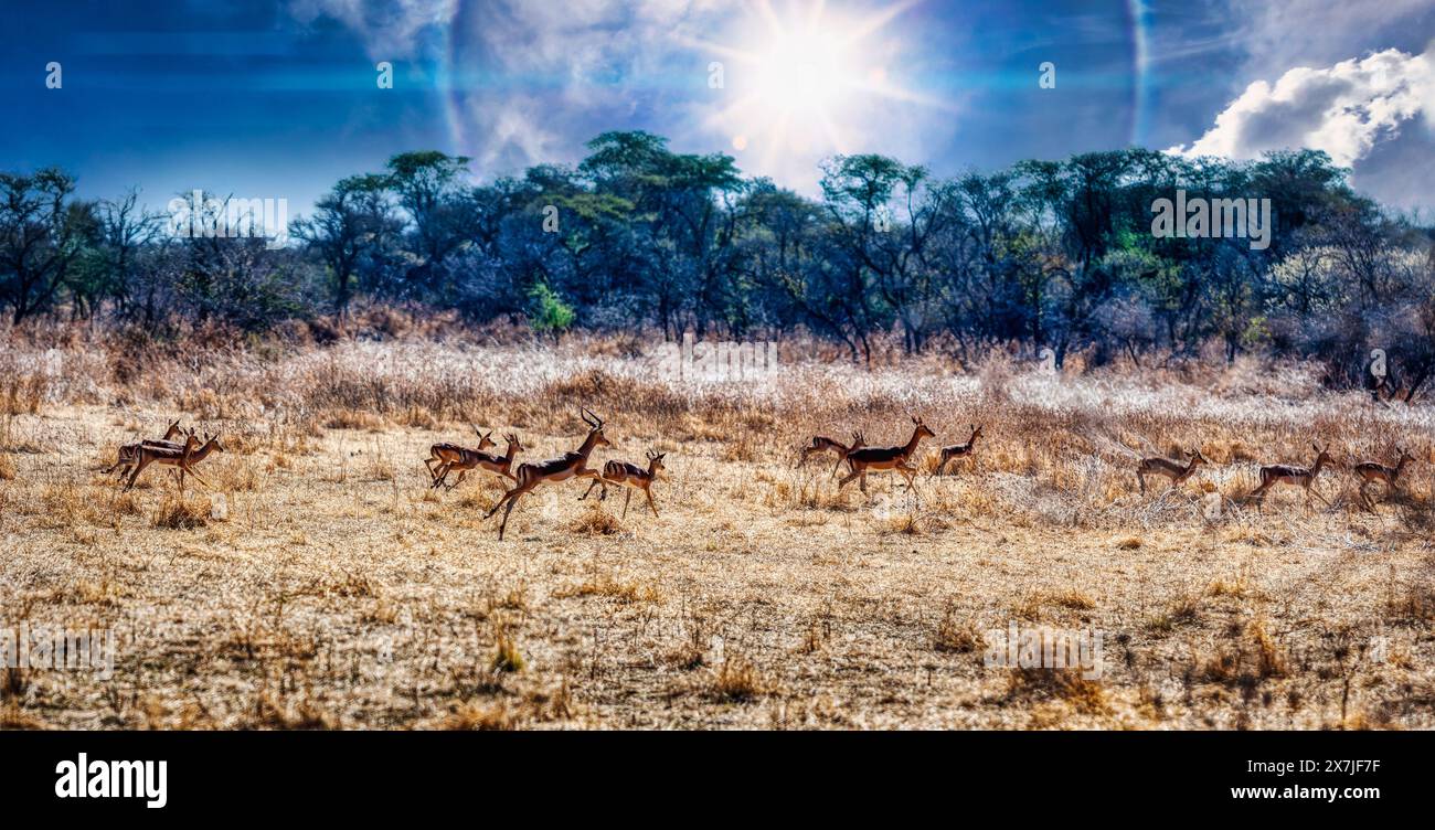 Biodiversity species in african savanna hi-res stock photography and ...
