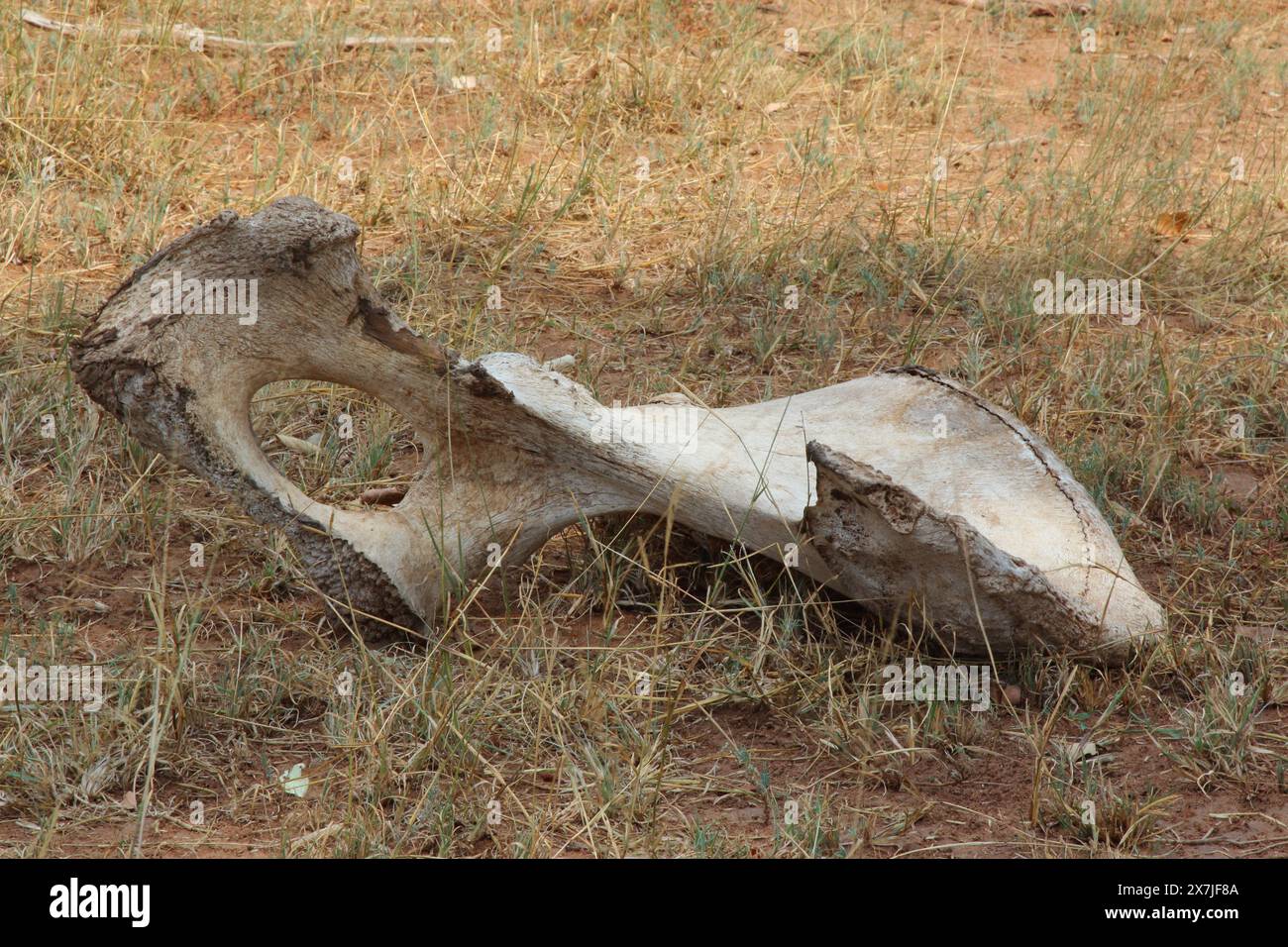 Animal bones giraffe hi-res stock photography and images - Alamy