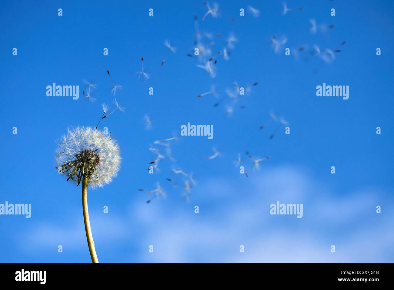 Dandelion Seeds Blowing in the Wind Stock Photo - Alamy