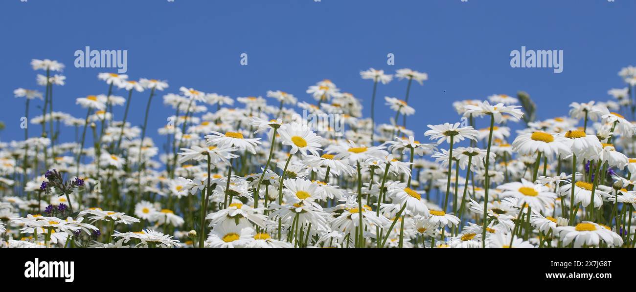 Blooming Daisy Field under Blue Sky Stock Photo - Alamy