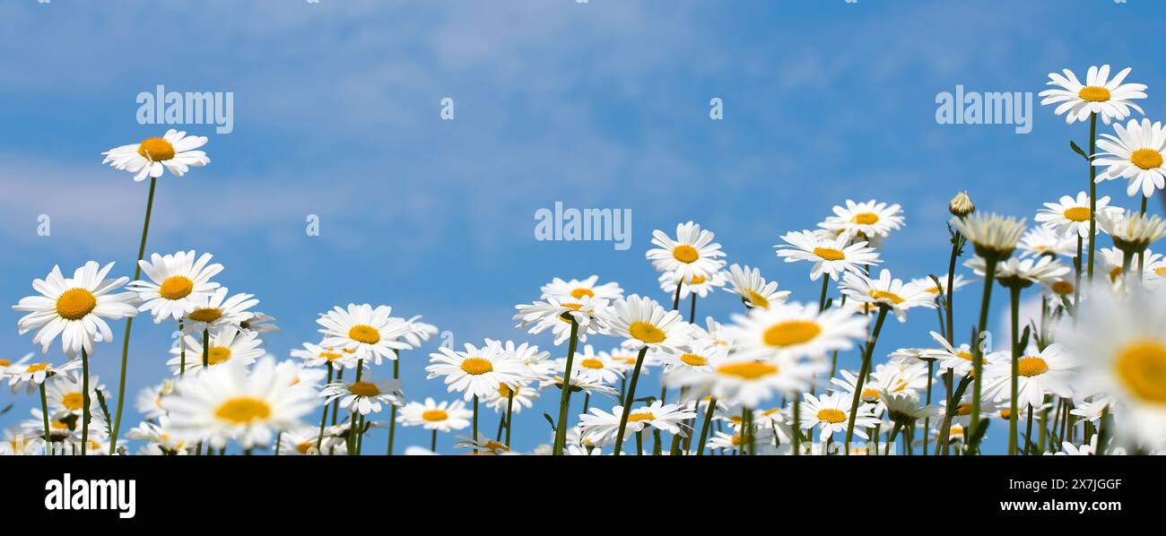 Blue daisy like flowers hi-res stock photography and images - Alamy