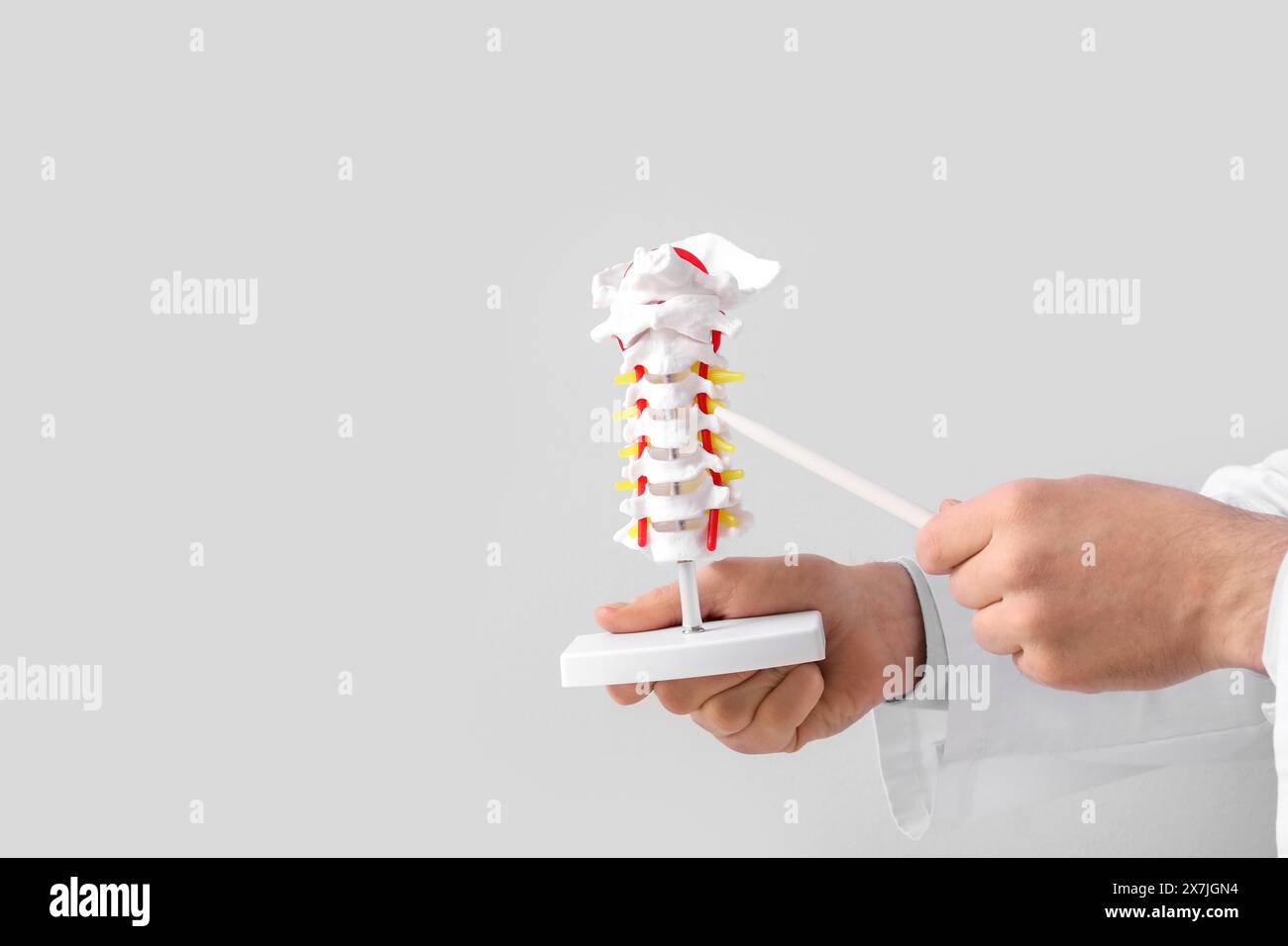 Male doctor demonstrating spinal anatomy with vertebral column model on ...