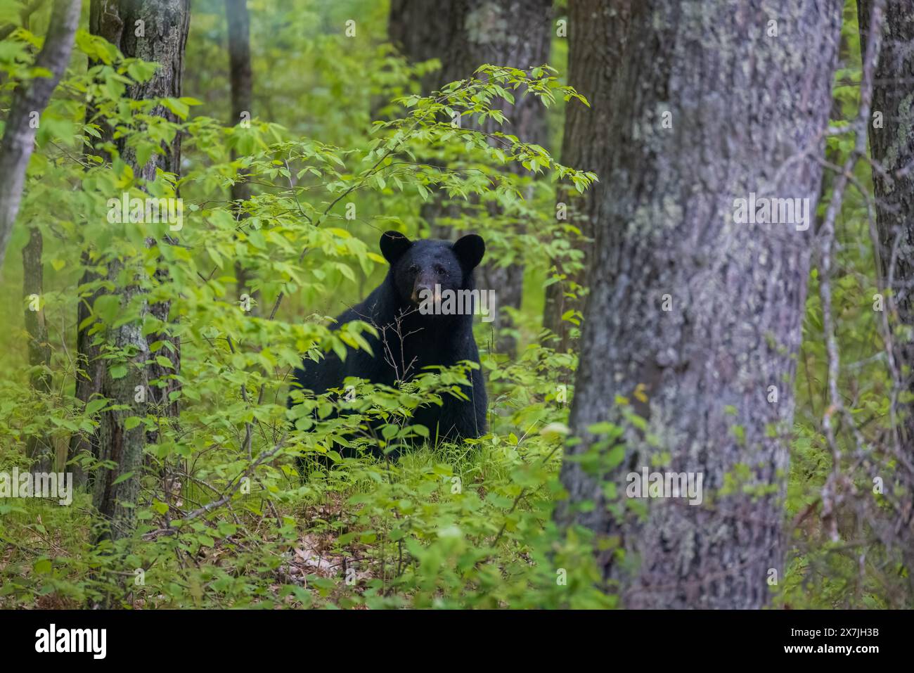 Female black bear on a May morning in northern Wisconsin Stock Photo ...