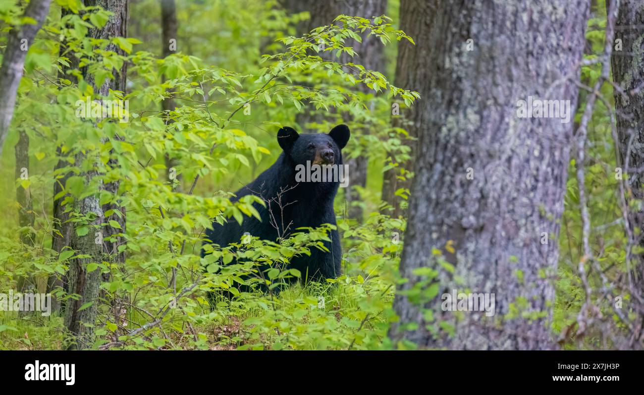 Female black bear ursus hi-res stock photography and images - Alamy