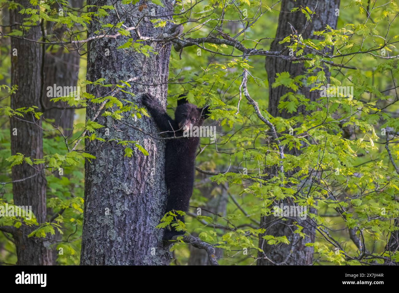 Black bear cub on a May morning in northern Wisconsin Stock Photo - Alamy