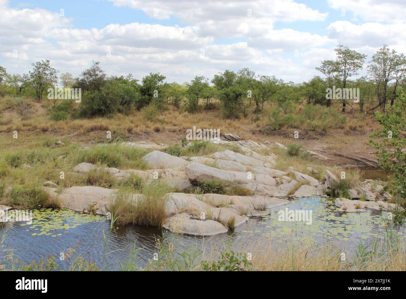 Afrikanischer Busch - Krügerpark - Tsendze River / African Bush ...
