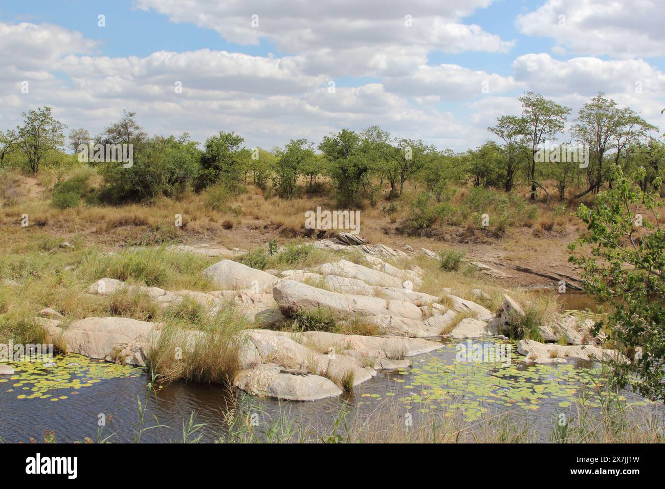 Afrikanischer Busch - Krügerpark - Tsendze River / African Bush ...