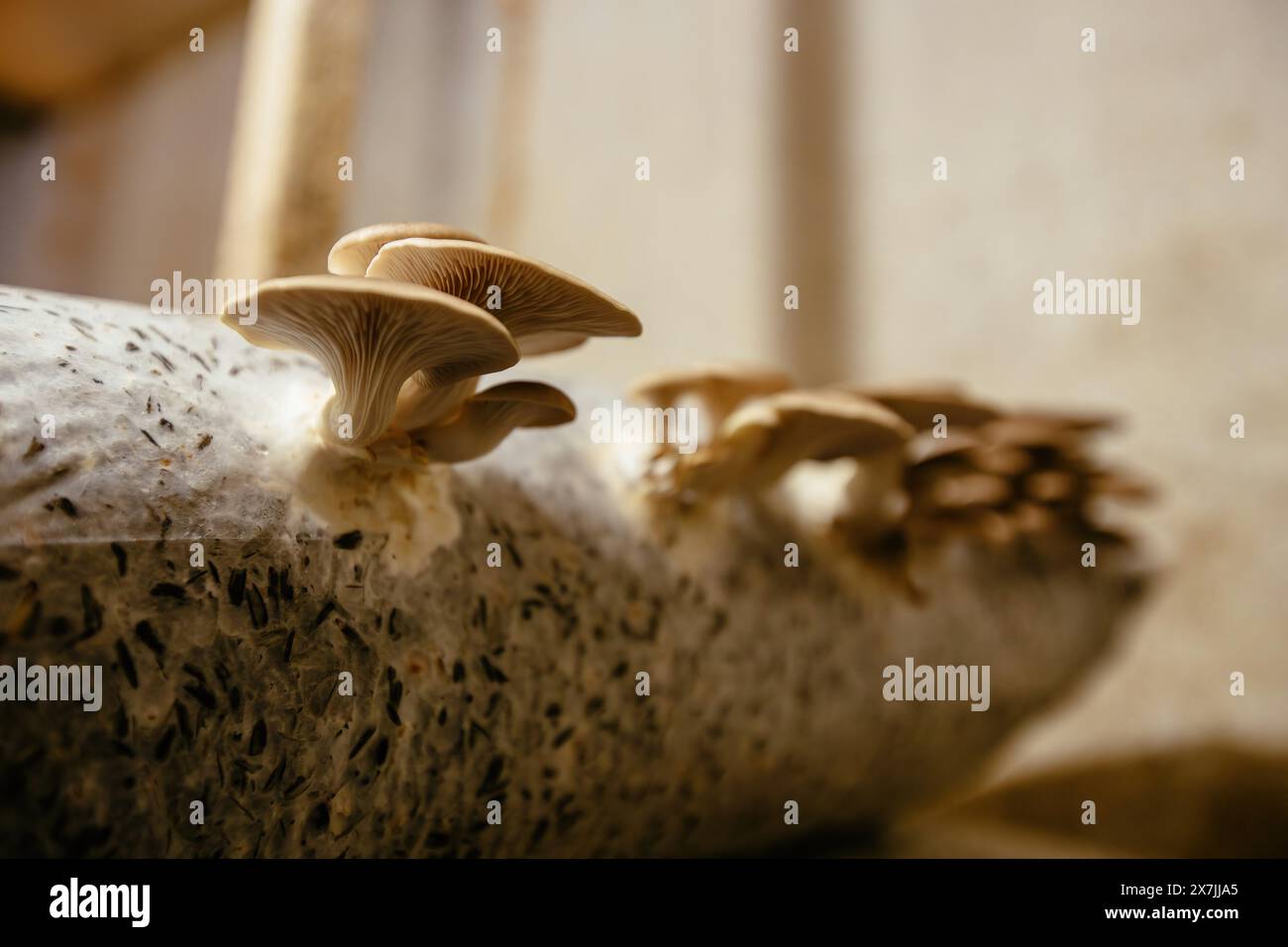 Oyster mushroom cultivation growing in farm on oil cake substrate Stock ...