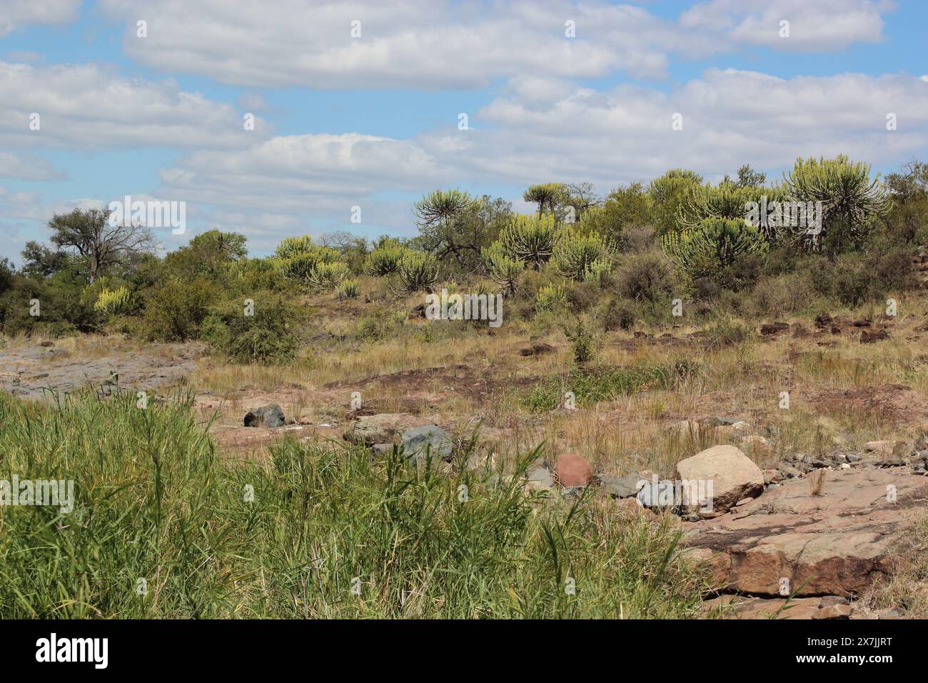 Afrikanischer Busch - Krügerpark - Tsendze River / African Bush ...