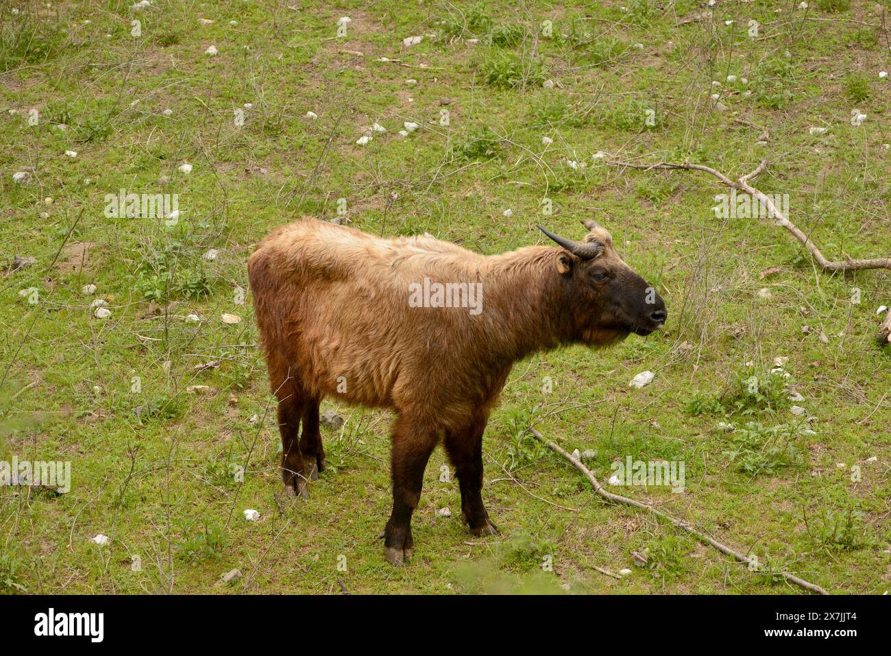 Mishmi takin Budorcas taxicolor taxicolor endangered goat-antelope ...