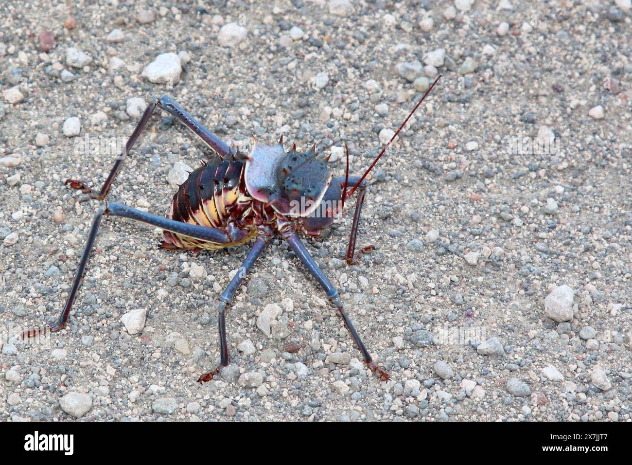 Gepanzerte Grille / Armoured cricket / Acanthoplus discoidalis Stock ...