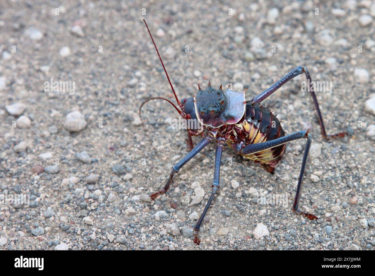 Gepanzerte Grille / Armoured cricket / Acanthoplus discoidalis Stock ...