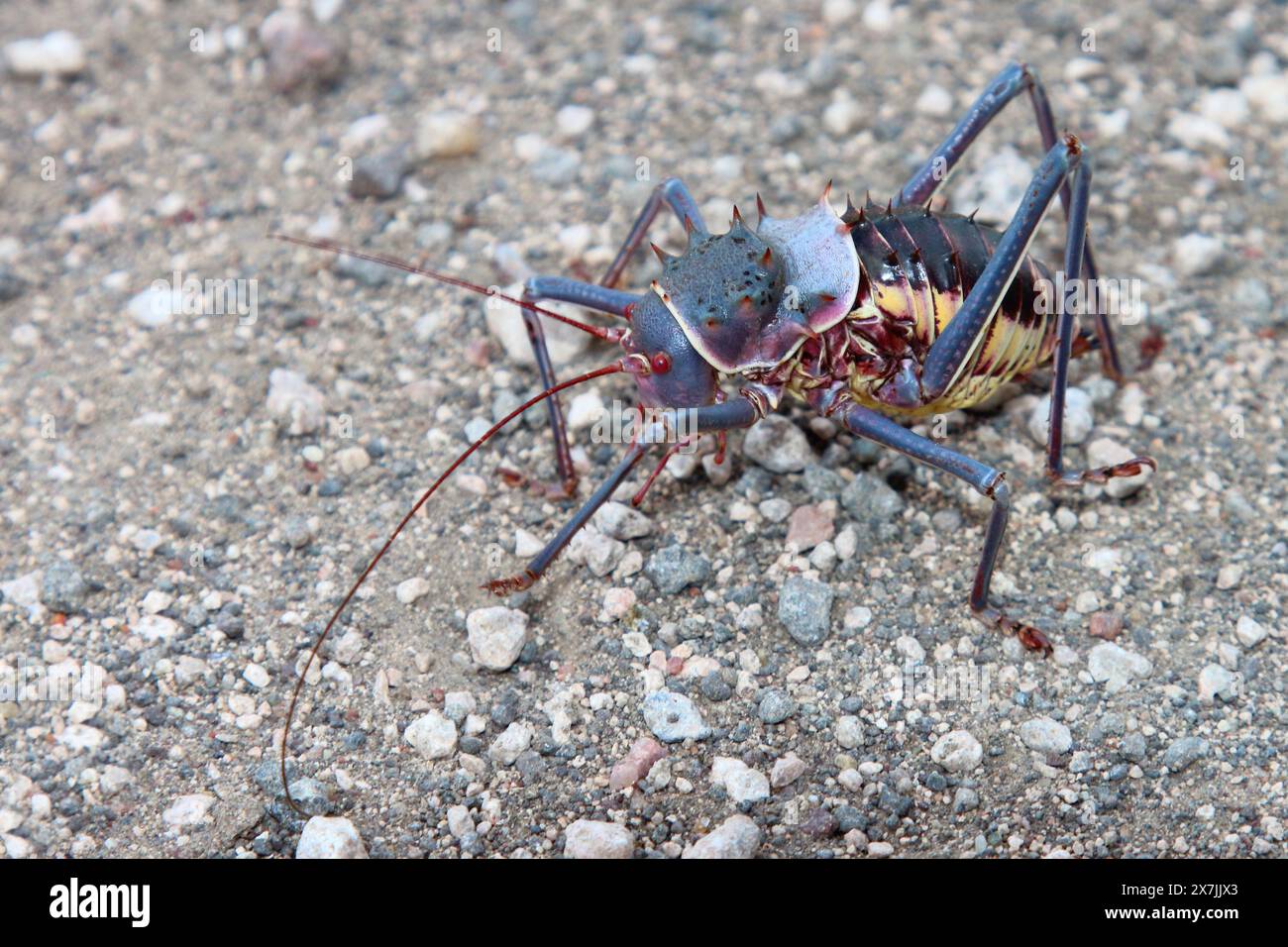 Gepanzerte Grille / Armoured cricket / Acanthoplus discoidalis Stock ...