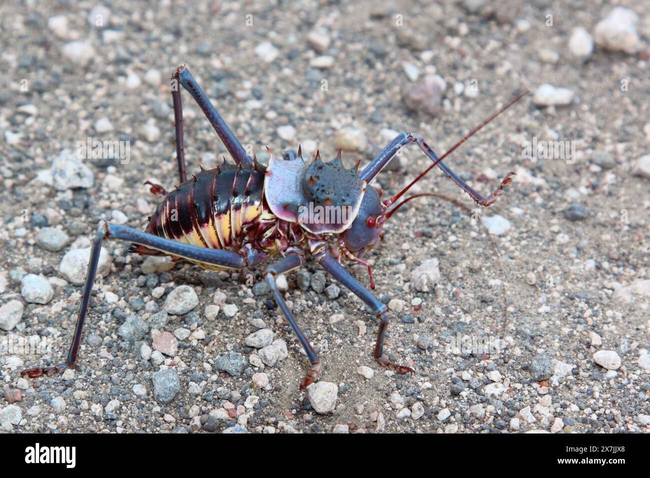Gepanzerte Grille / Armoured cricket / Acanthoplus discoidalis Stock ...