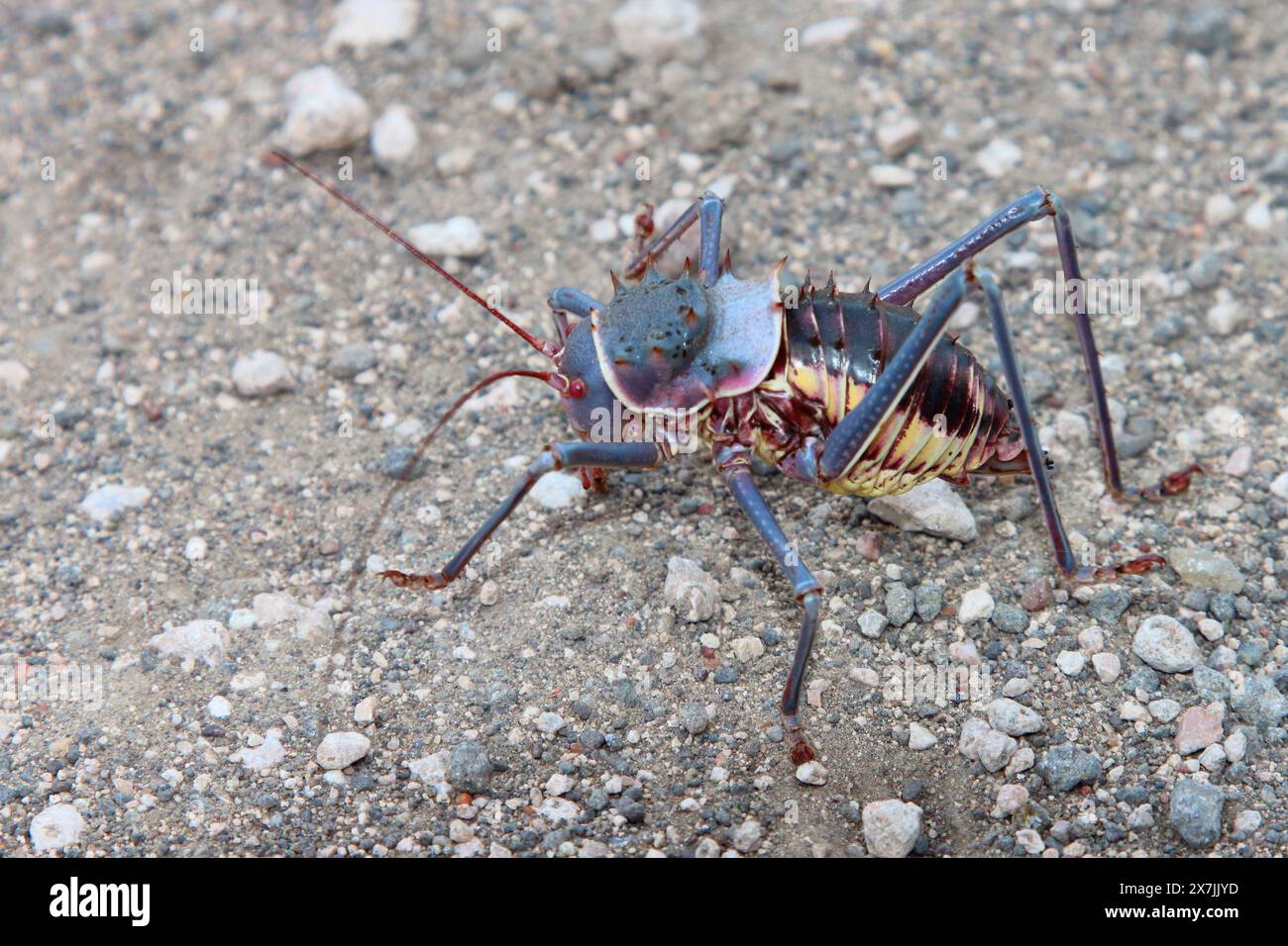 Gepanzerte Grille / Armoured cricket / Acanthoplus discoidalis Stock ...