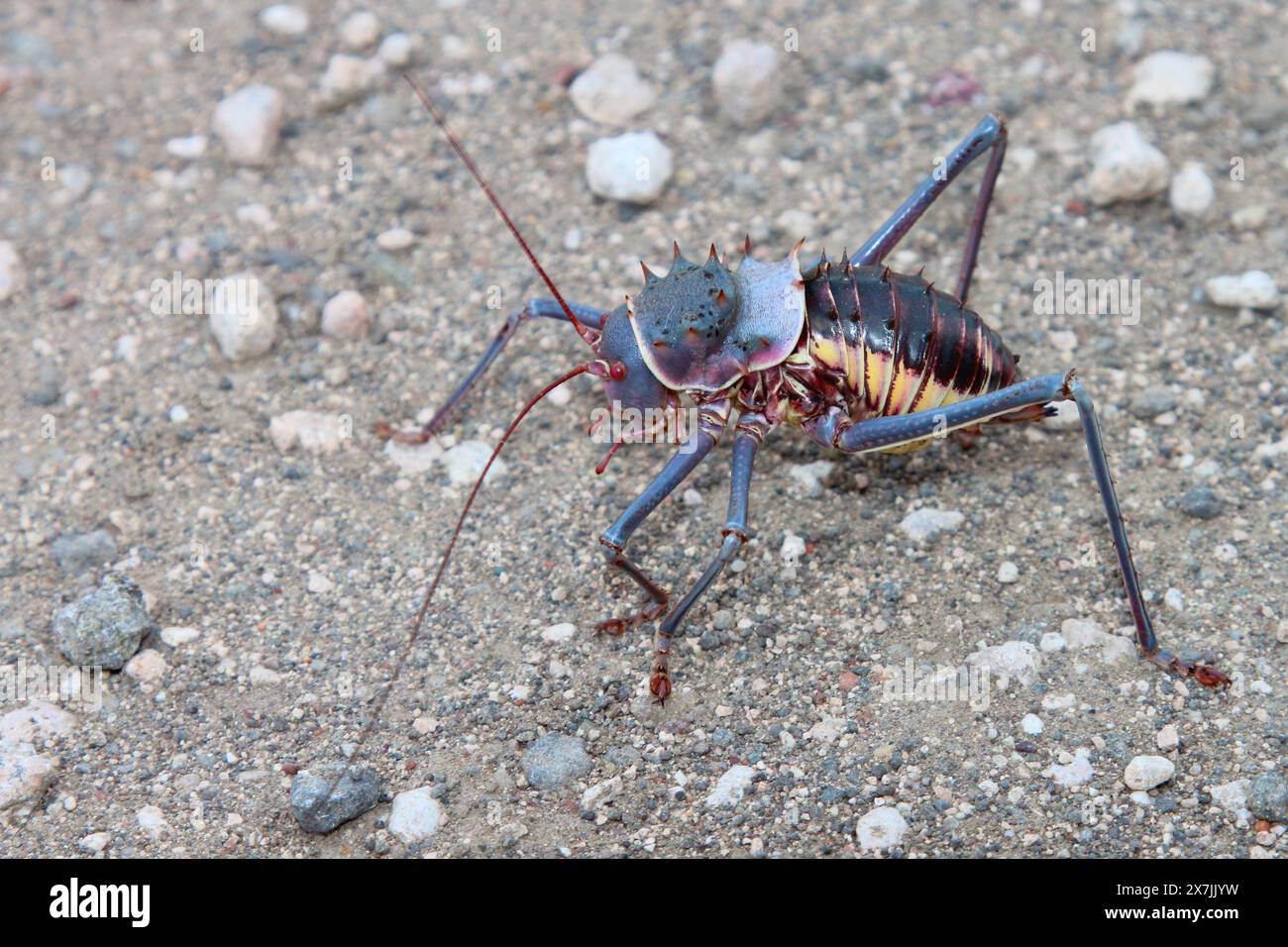 Gepanzerte Grille / Armoured cricket / Acanthoplus discoidalis Stock ...