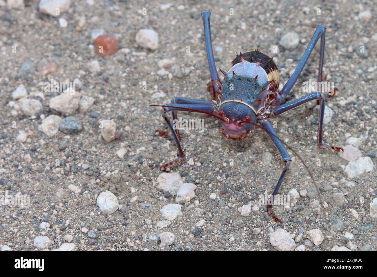 Gepanzerte Grille / Armoured cricket / Acanthoplus discoidalis Stock ...