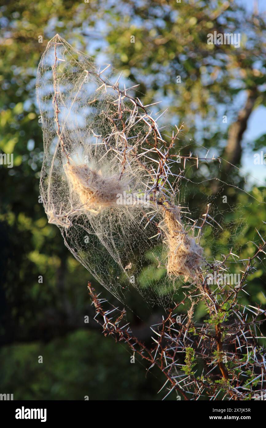 Spinnennetze hi-res stock photography and images - Alamy