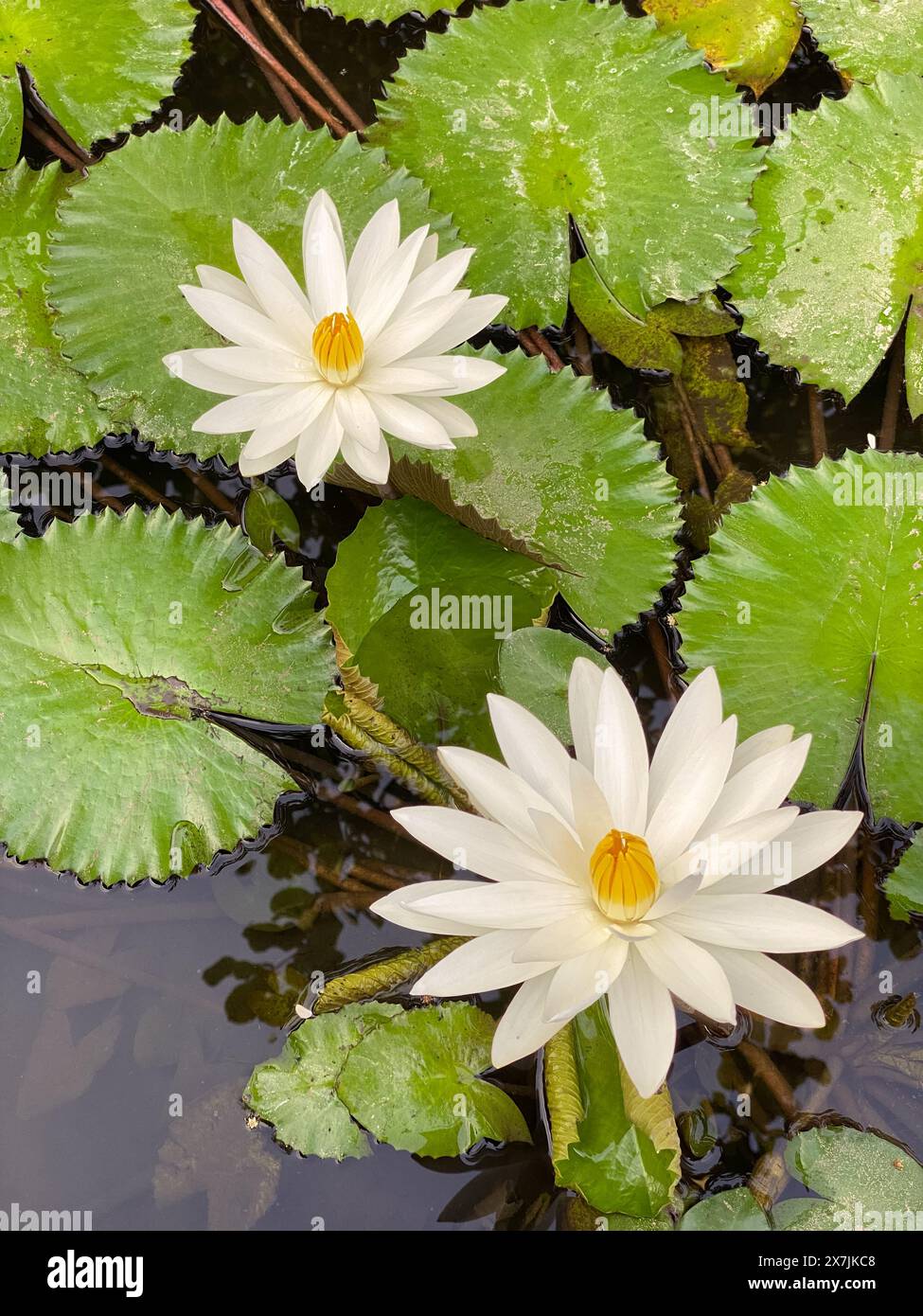White lotus flower plants hi-res stock photography and images - Alamy
