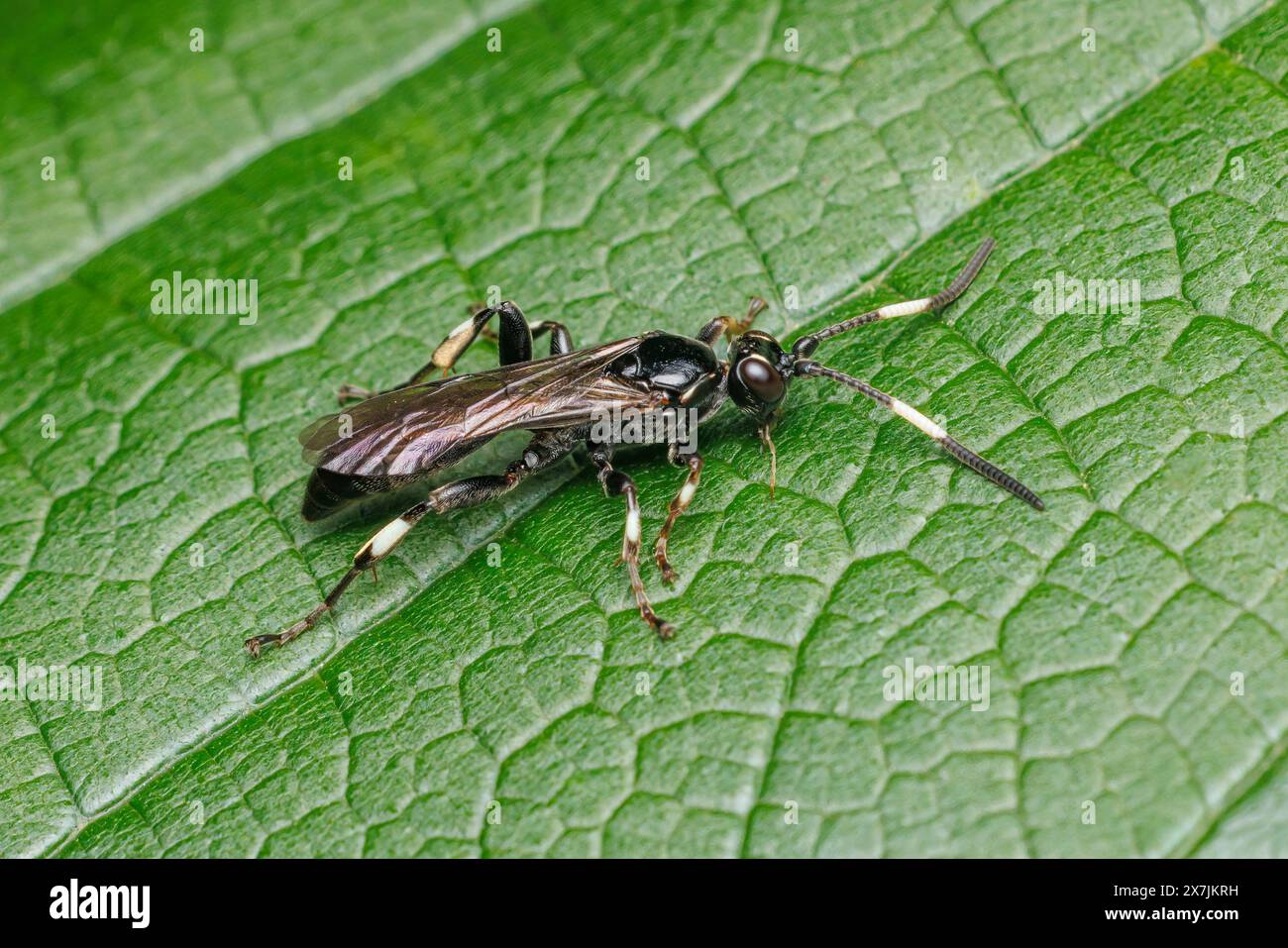 Ichneumonid Wasp (Ichneumonidae Stock Photo - Alamy