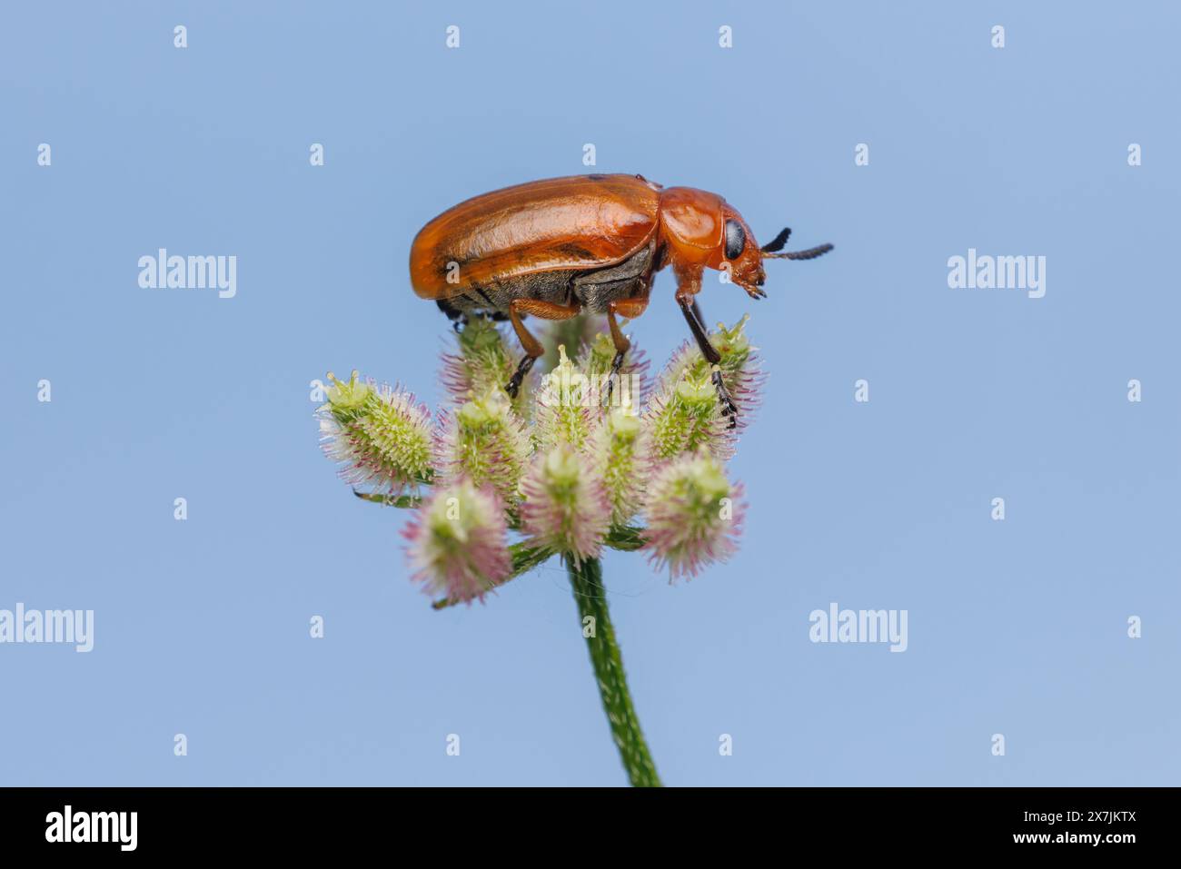 Case-bearing Leaf Beetle (Anomoea flavokansiensis Stock Photo - Alamy