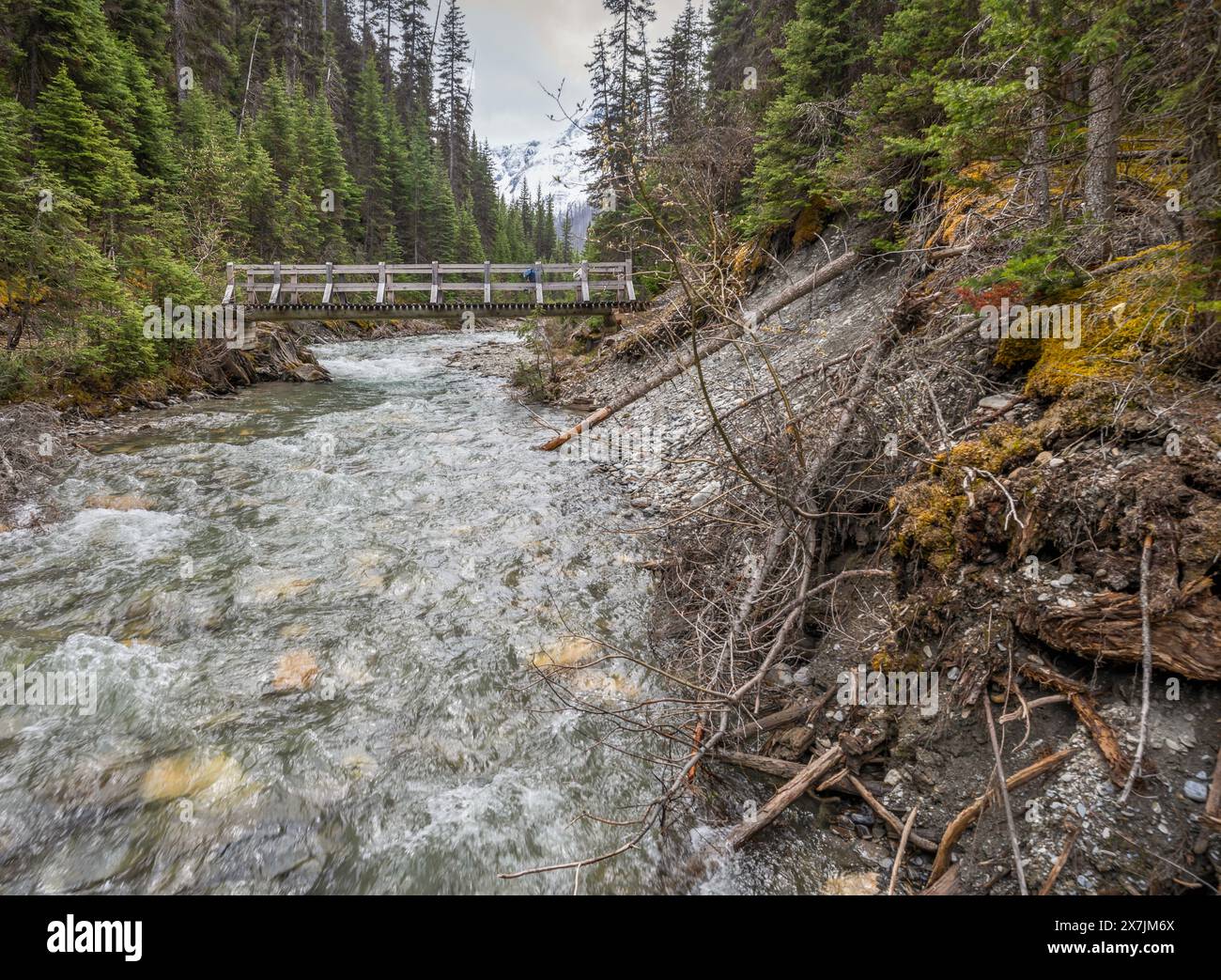 Wooden footbridge over Numa Creek in Kootenay National Park, British ...