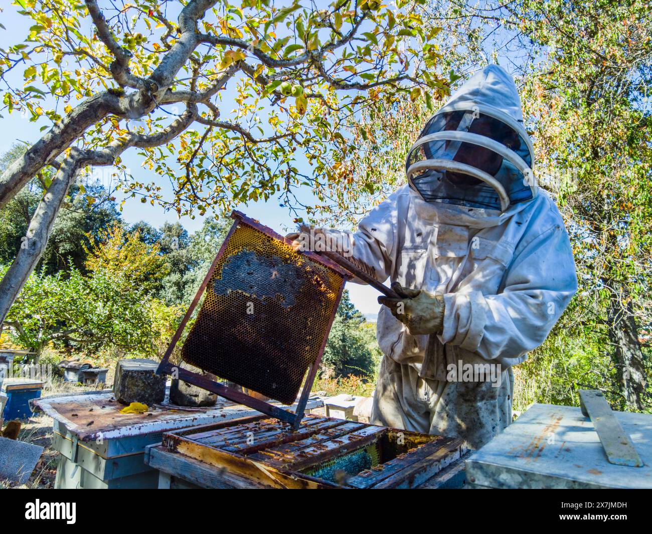 beekeeper man next to bee hives collecting honey with protective suit ...