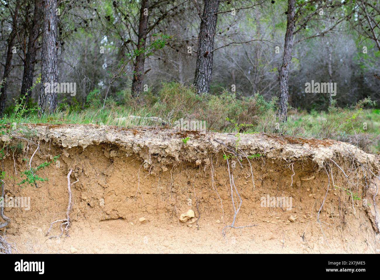Cutaway with layers of a fertile soil with roots and trunks. Yesa ...