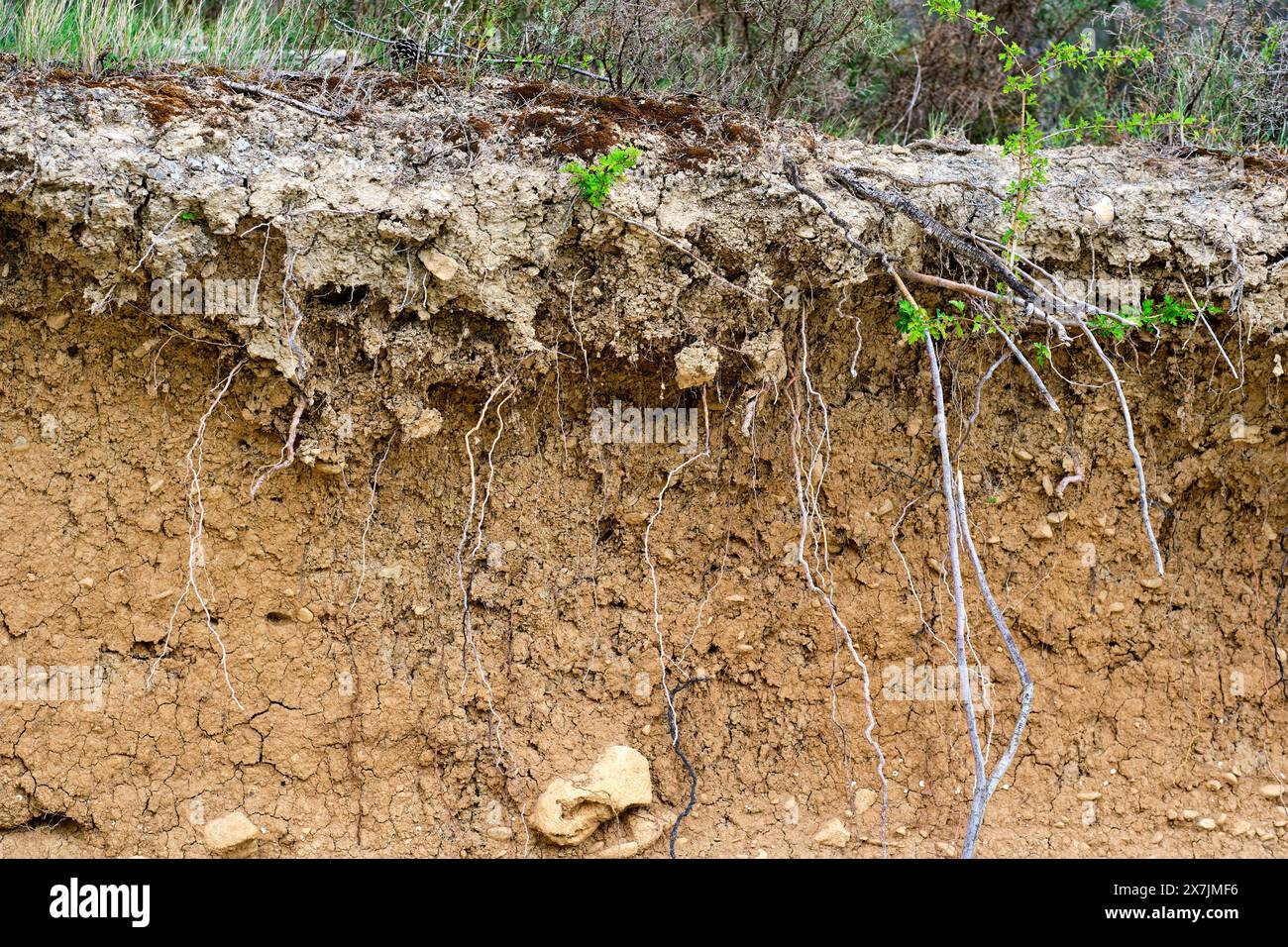 Cutaway with layers of a fertile soil with roots and trunks. Yesa ...
