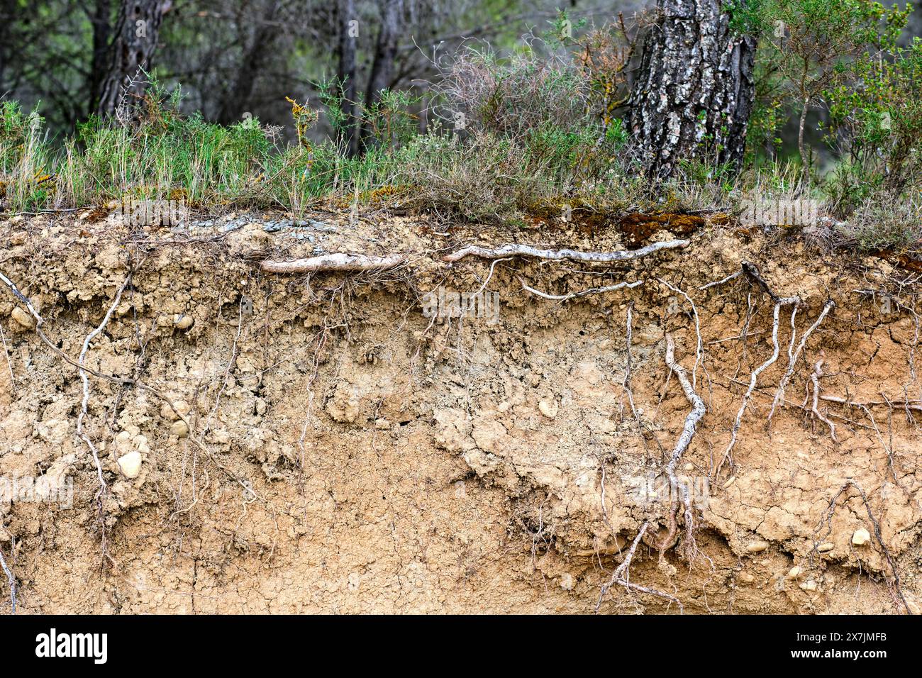 Cutaway with layers of a fertile soil with roots and trunks. Yesa ...